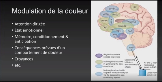 Formation – Douleur – Académie de Kinésiologie du Québec